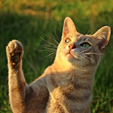 Pet Declawing In Albemarle, NC | Bear Creek Veterinary Hospital