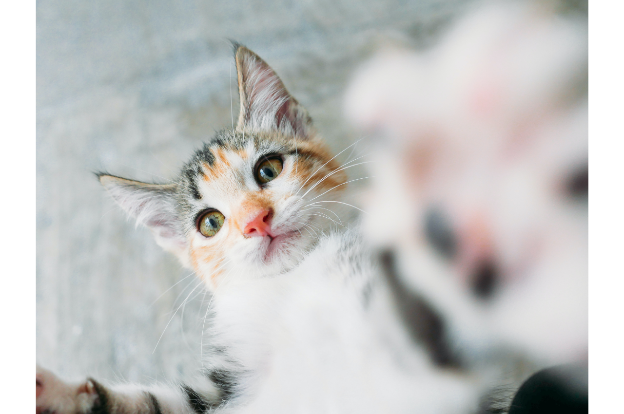 What Does A Cat Need To Be Healthy? | Bear Creek Veterinary Hospital What Does A Cat Need To Be Healthy? | Bear Creek Veterinary Hospital